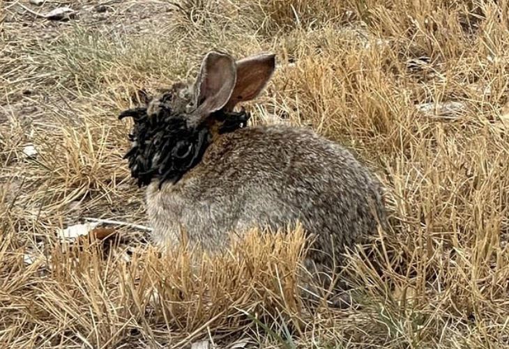 WHAT IN THE WORLD? Warning as ‘Frankenstein’ rabbits with tentacles ...